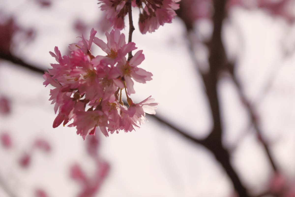 duhas blog: Spring is coming!!!