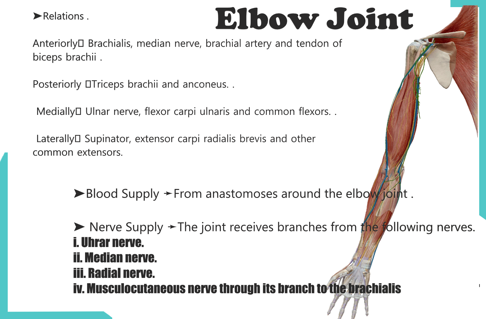 What is elbow joint Blood and nerve supply