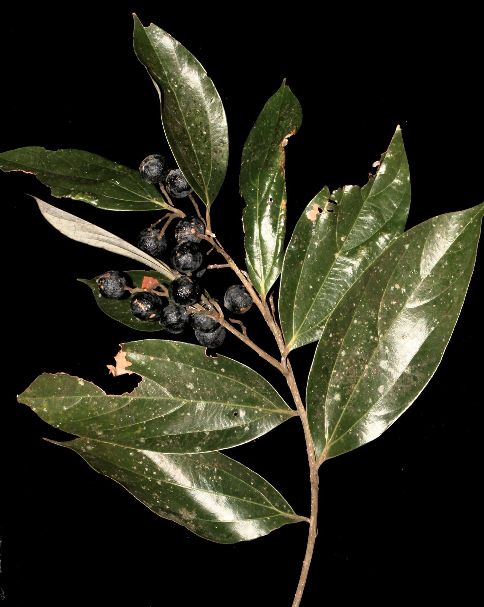 Cryptocarya densiflora