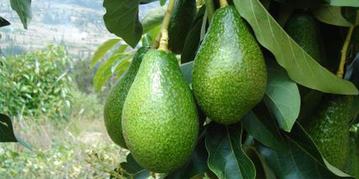 PALTA - AGROEXPORTADOR DE PALTA HASS PERUVIAN