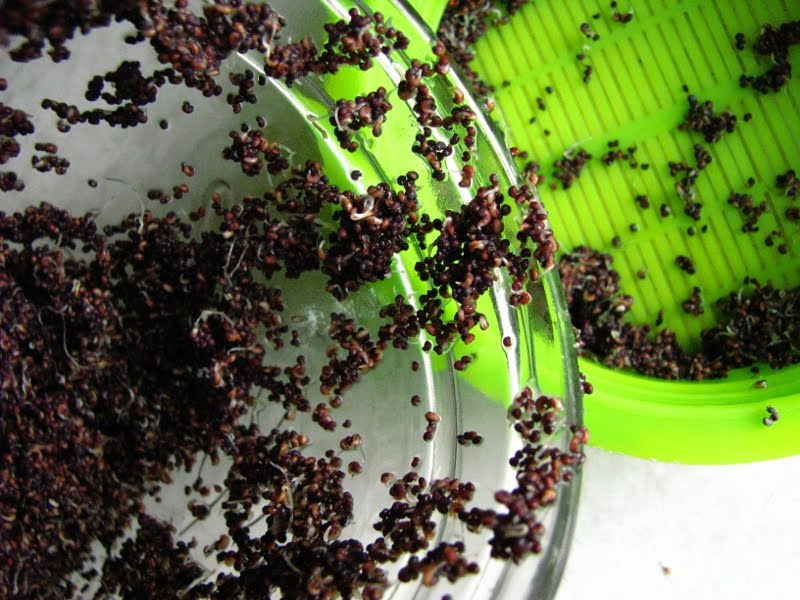 CakeWalk: Sprouted Grain and Poppy Seed Crackers