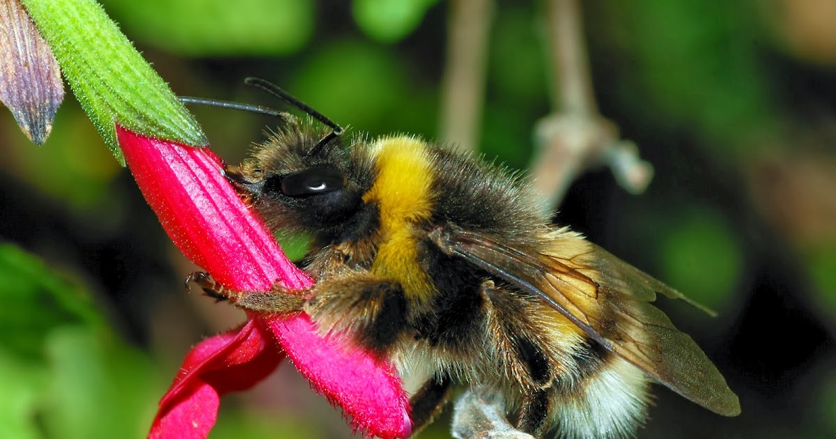BUMBLE BEES AND THE AMERICAN FARMER |The Garden of Eaden