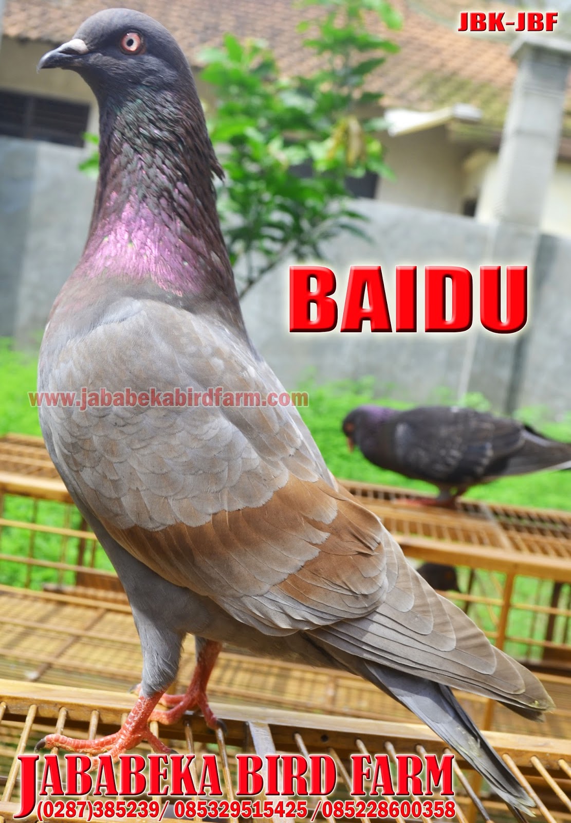 085228600358 / 085329515425 Jual Burung Merpati Kolong Juara Lomba ...