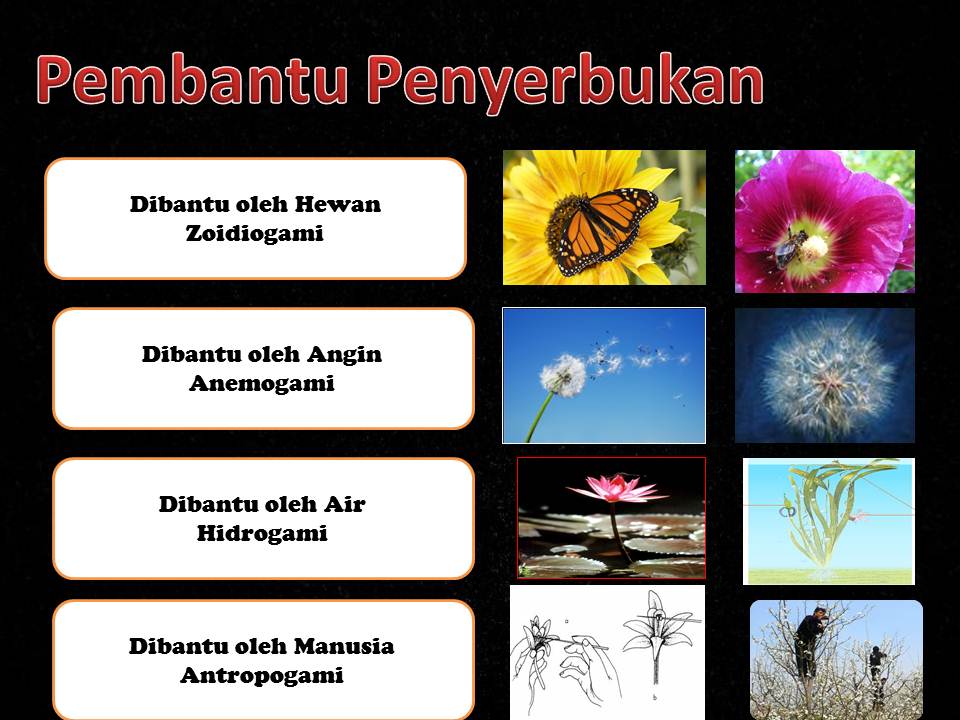 GREENY WITH ME: POWERPOINT PRESENTASI PEMBENTUKAN BUNGA