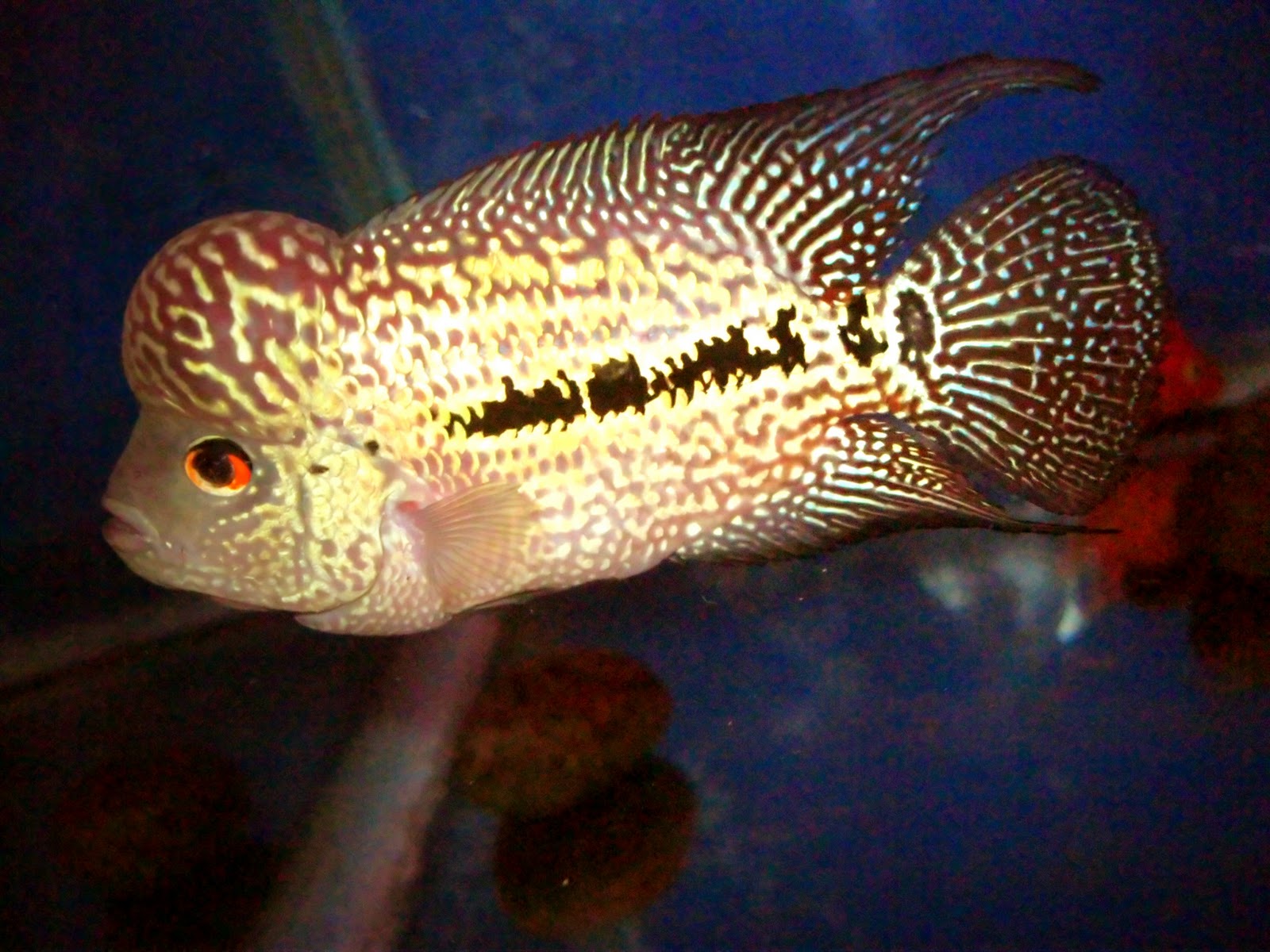 Flowerhorn The Hybrid Cichlids: Golden King Kamfa