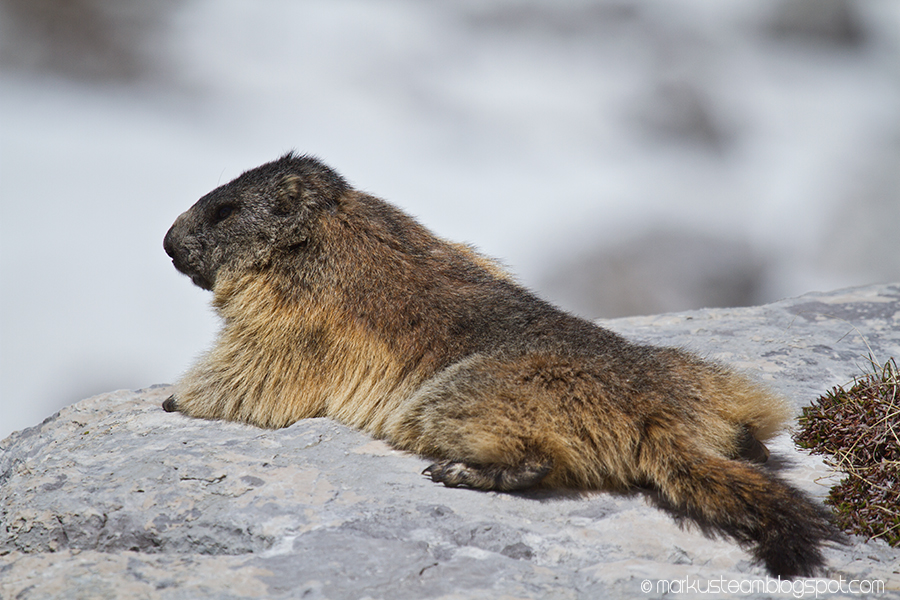 Alpski svizec (Marmota marmota)