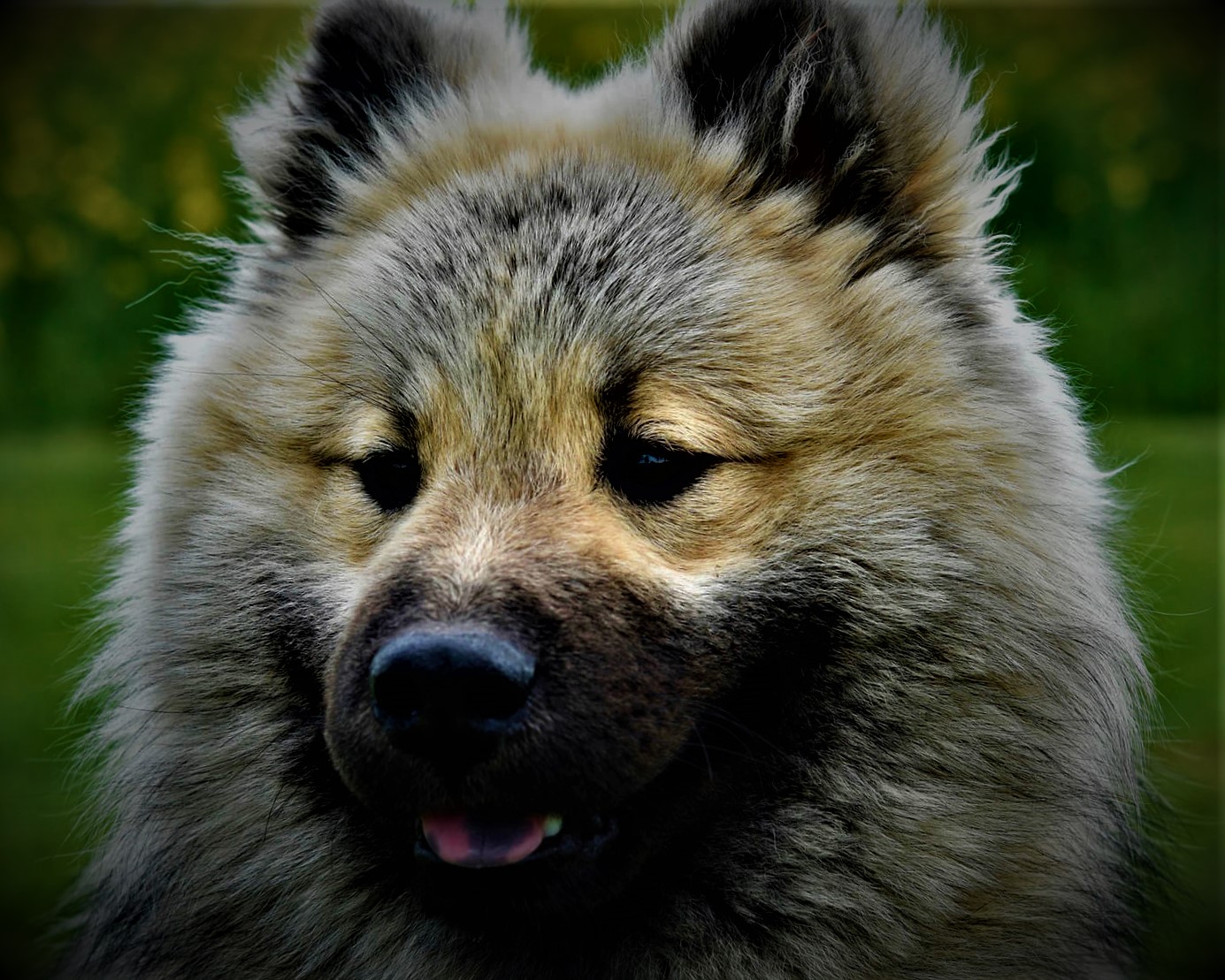 Eurasier dog breed price, history, description, personality | eurasier ...