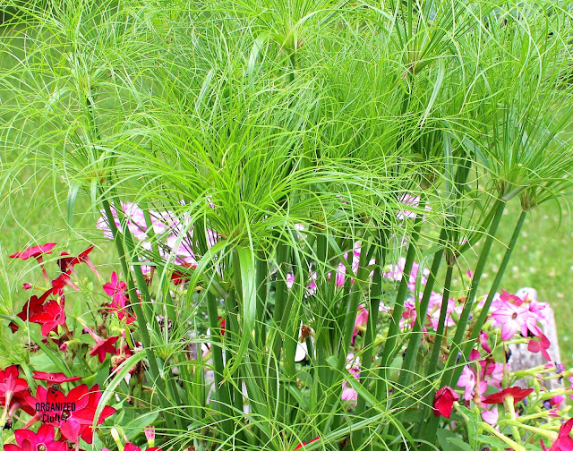 Prince Tut Annual Grass/Nicotiana Combo Laundry Tub Planter - Organized ...