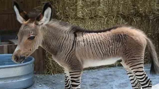 Diversion y algo mas: Animal mitad cebra mitad burro habita en Cuba
