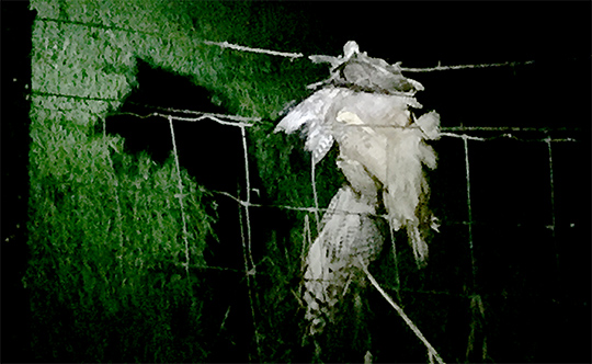Wildlife Emergency Services blog: Hawk caught on barbed wire