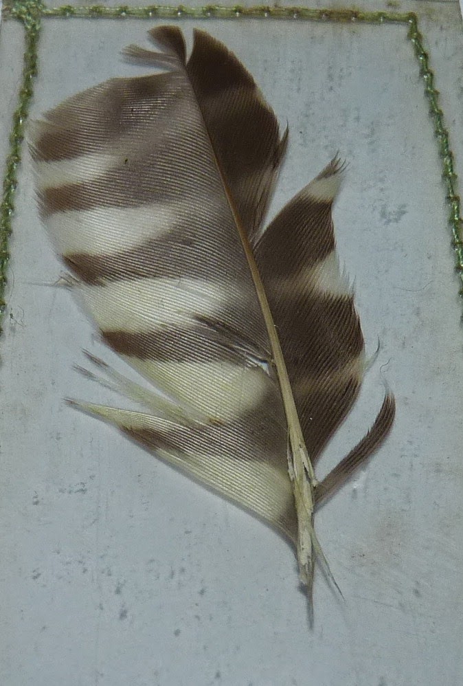 HISTORIAS ZOOLOGICAS: MAGIA DEL CABURE - Glaucidium brasilianum