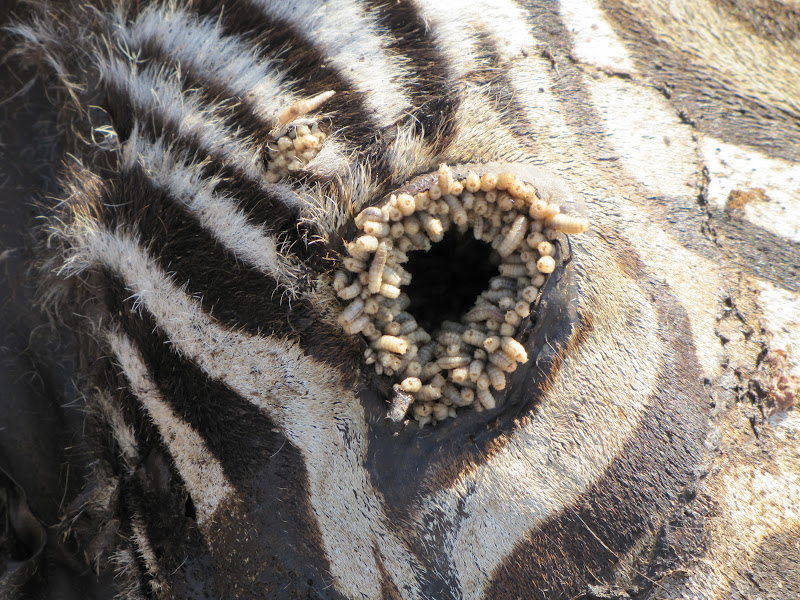 The Oakland Press Blogs: Earth's Almanac: MAGGOTS! MAGGOTS! and more ...