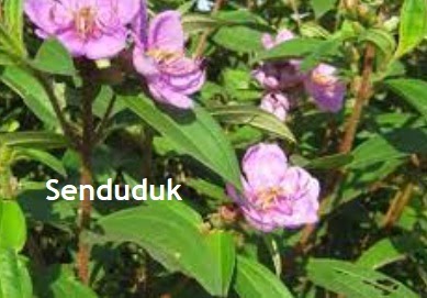 Anim Agro Technology: SENDUDUK - ANTARA FAKTA