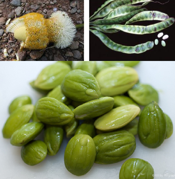 Herba & Tumbuhan: PETAI