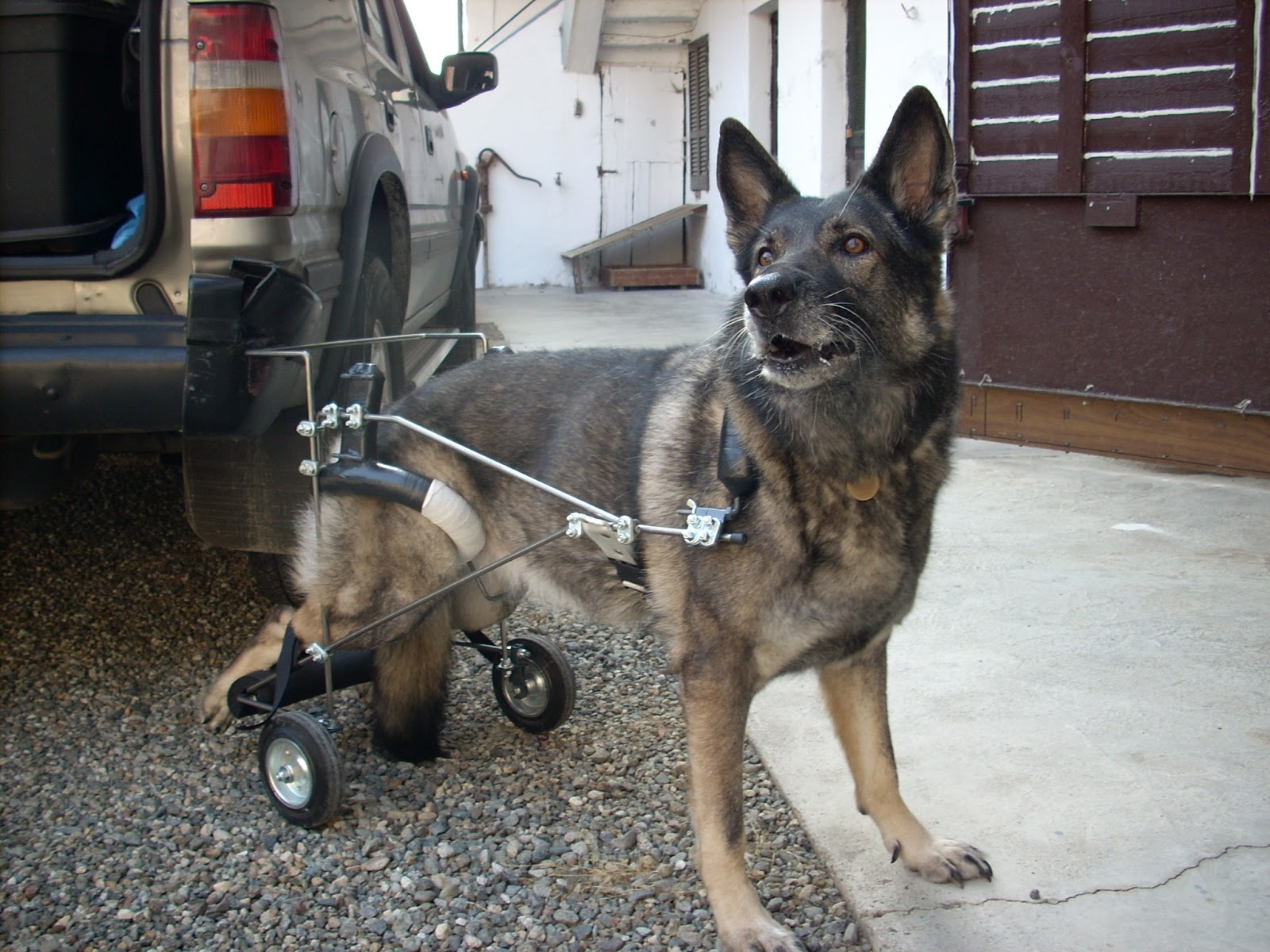 GAMBAROTELLA di Cerri Claudio - Carrelli Artigianali per cani ...