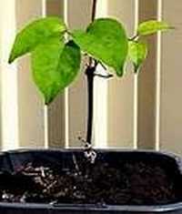 How to Propagate Trumpet Vine From Cuttings