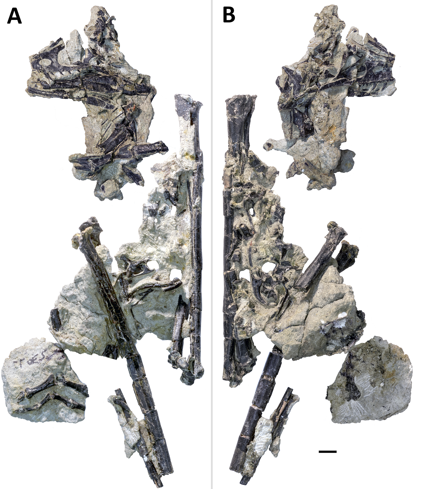Species New to Science: [Paleontology • 2019] Hesperornithoides ...