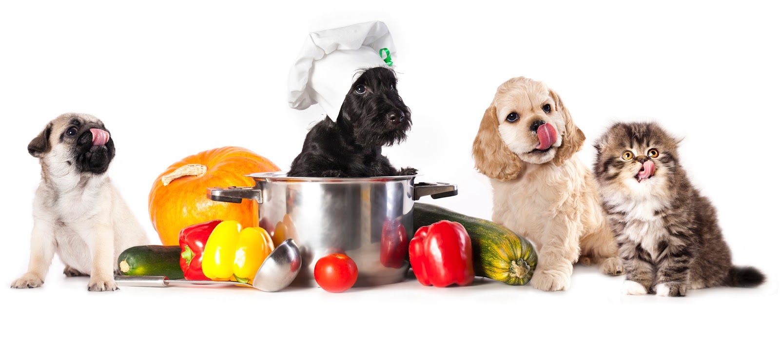 Pets N More: Should You Cook for Your Pet?