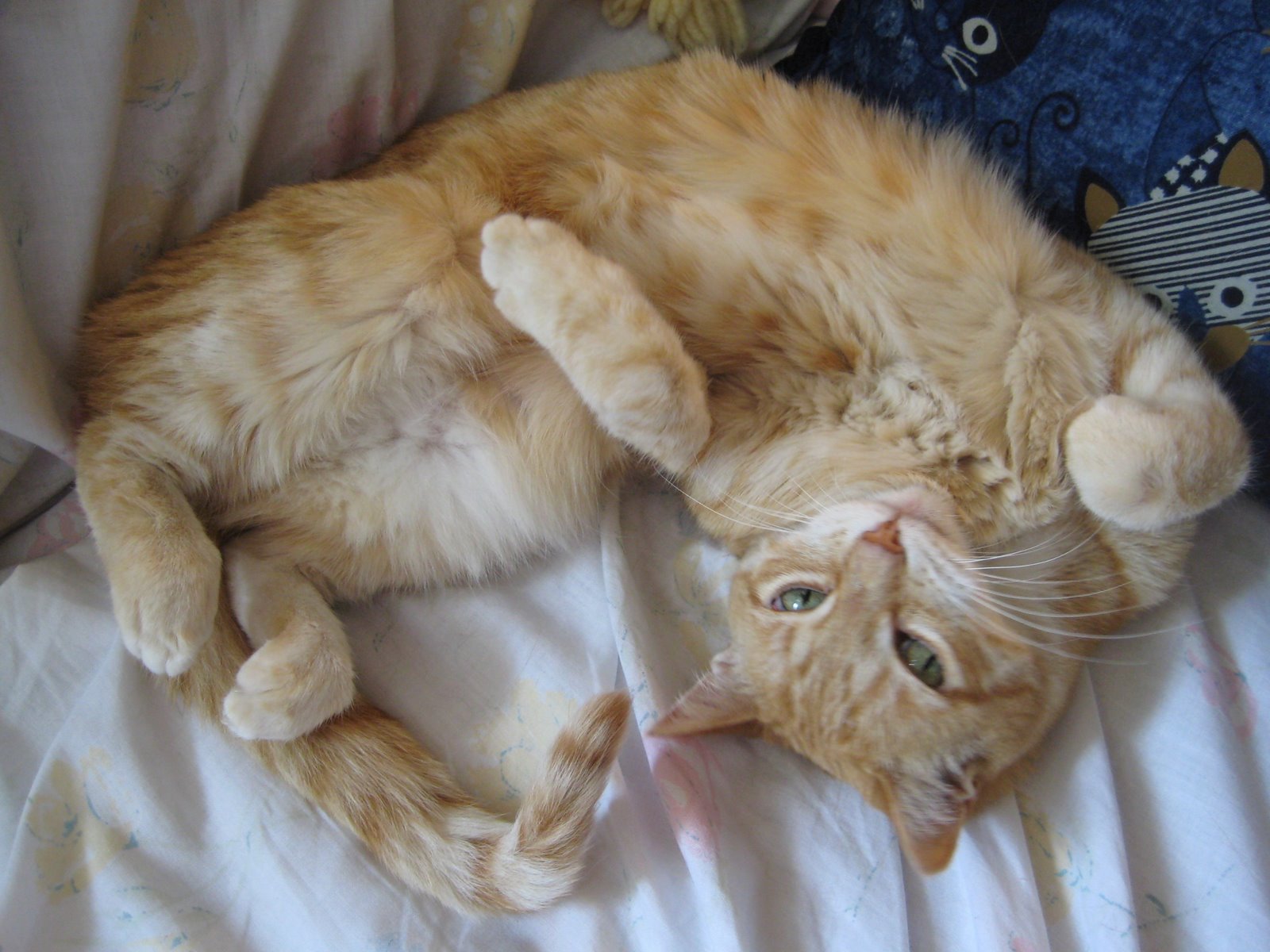 The Adventures of Percy the Cat