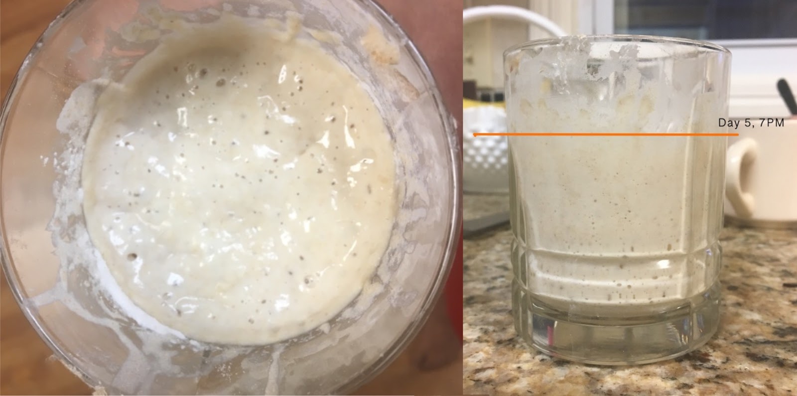 Cara Membuat Sourdough Starter (Ragi Alami)