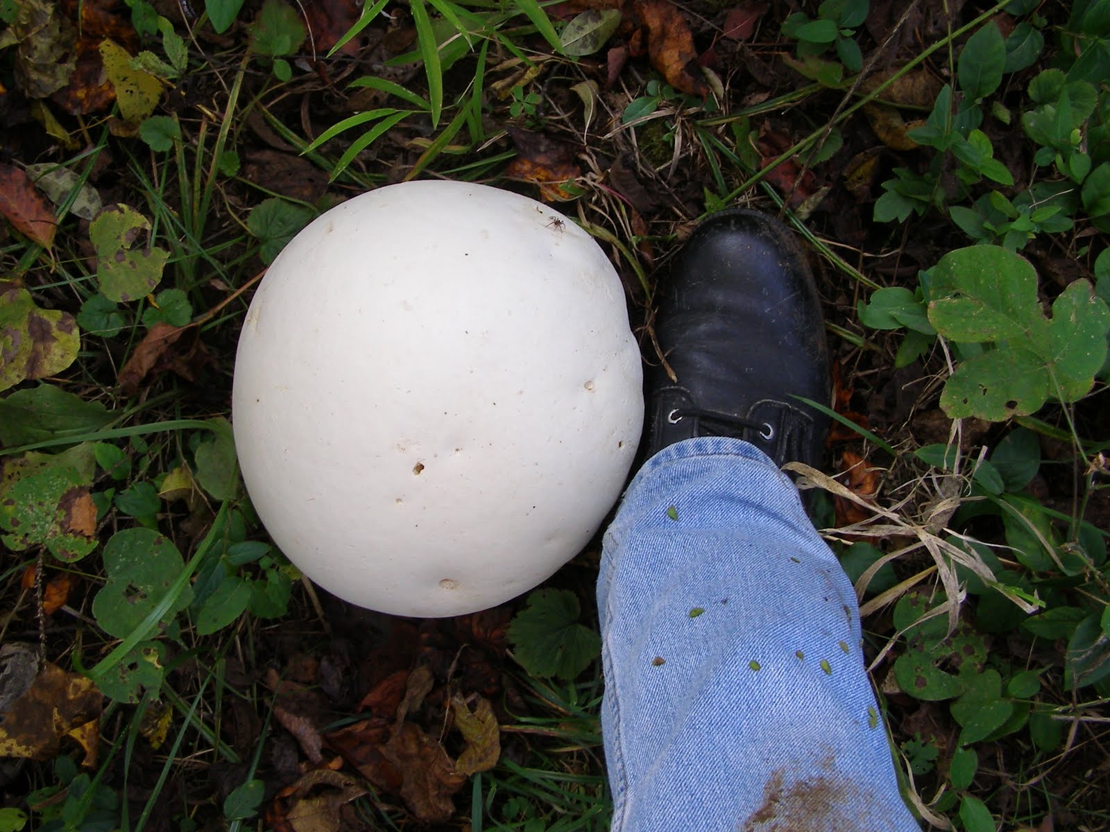 Blue Jay Barrens: Giant Puffball