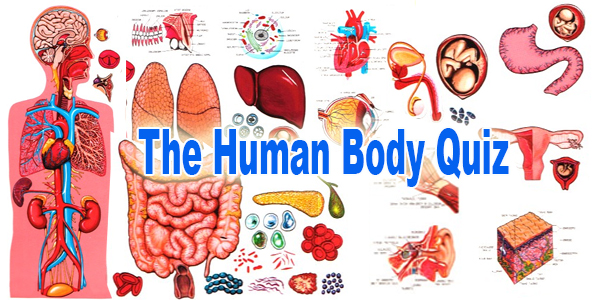 Science Quiz 69: Human Body Quiz