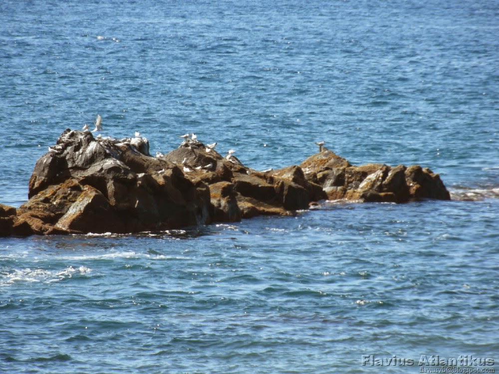 FLAVIUS ATLANTIKUS: Trilho da Praia da Amora - Ponta Garça (Vila Franca ...