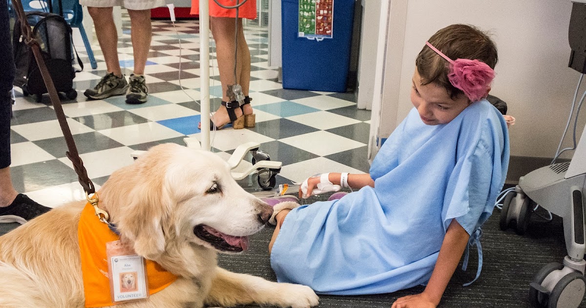 Interesting Facts About Therapy Dogs Doglopedix interesting-facts-about-therapy-dogs-doglopedix
