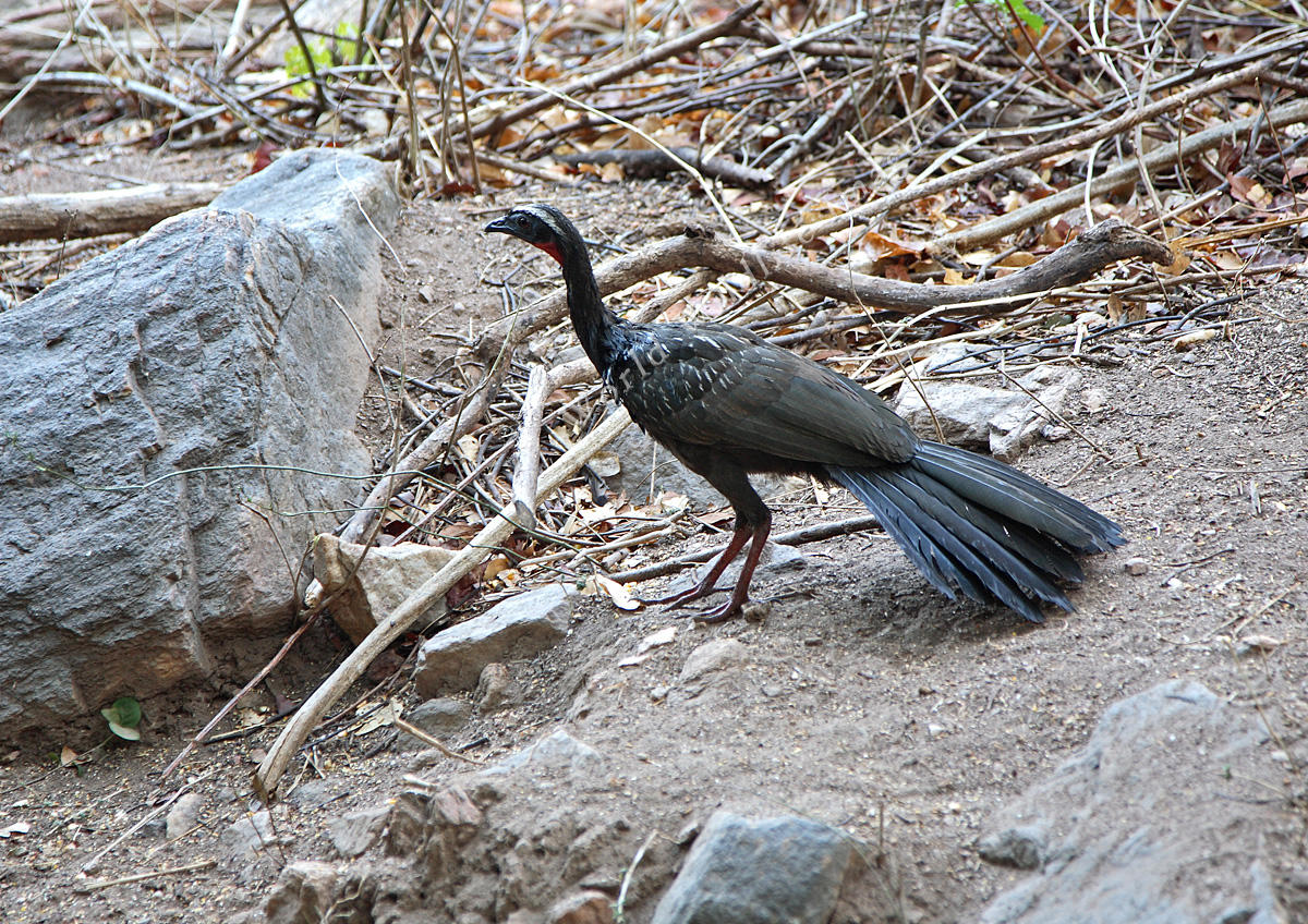 Ambiência: ICMBio aprova novos Planos para a Conservação da Biodiversidade
