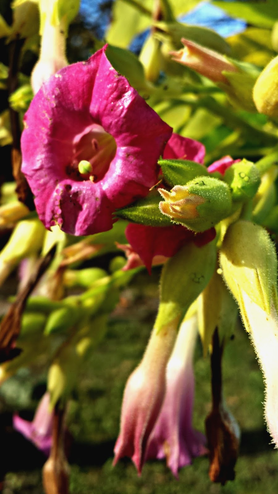 HIŠA Z VRTOM: INSEKTICID KI SI GA NAREDIMO DOMA