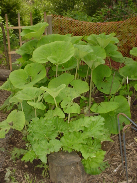 Crop summary: Fuki, Petasites japonicus | Permaculture, Perennial ...