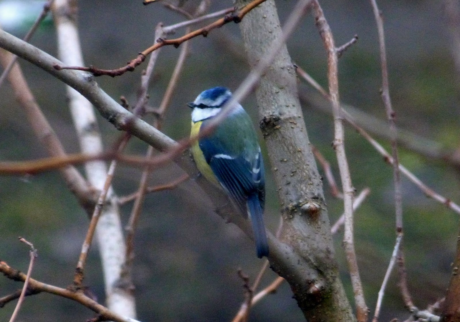 Frumusetile naturii: Pitigoiul albastru (Parus caeruleus)