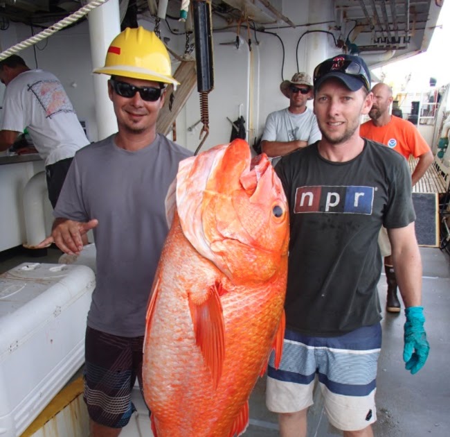 Species New to Science: [Ichthyology • 2021] Etelis boweni • A New ...