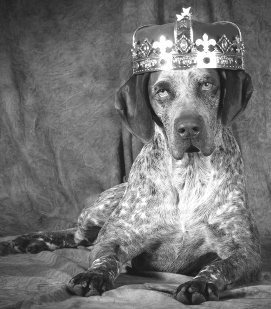 Famous Dogs in History: Saur: A Dog Who Became King