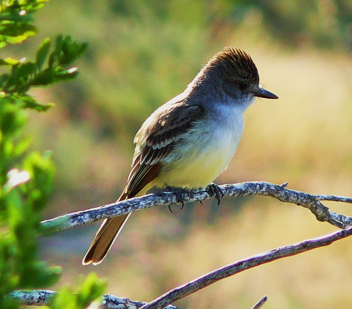 Birds of the World: Ash-throated flycatcher