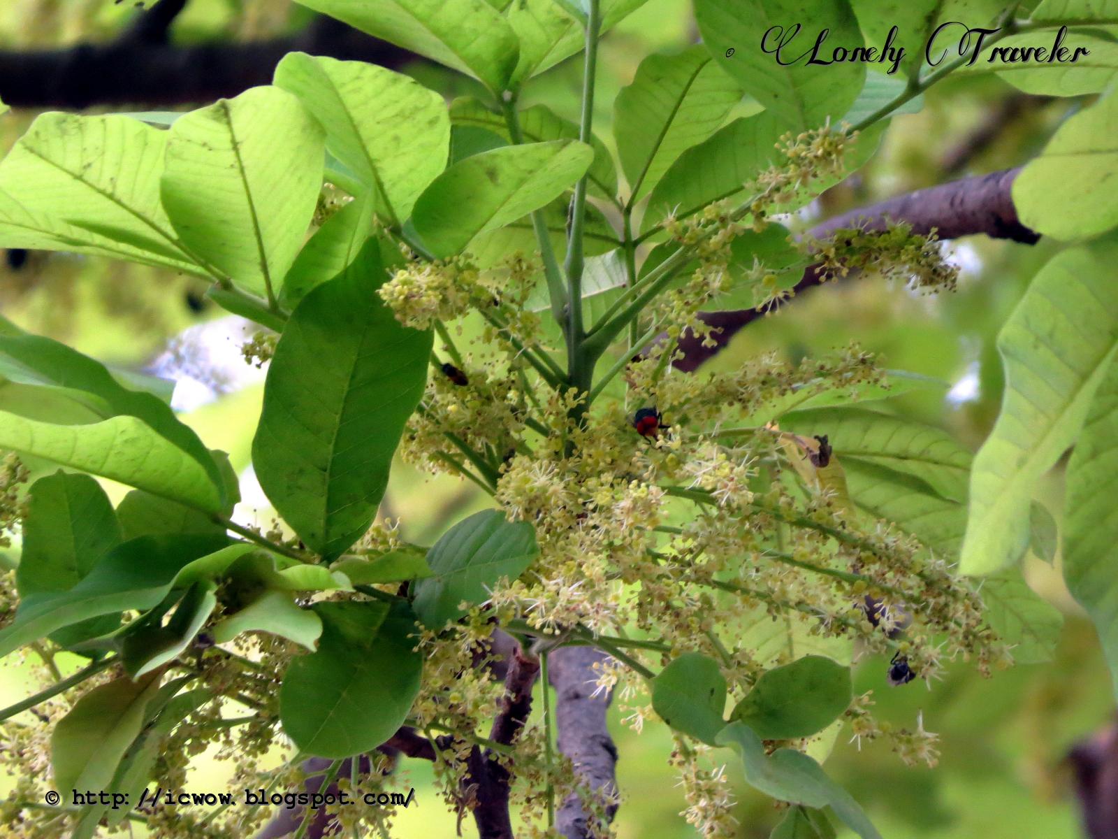 Ceylon oak (কুসুম গাছ) - Schleichera oleosa