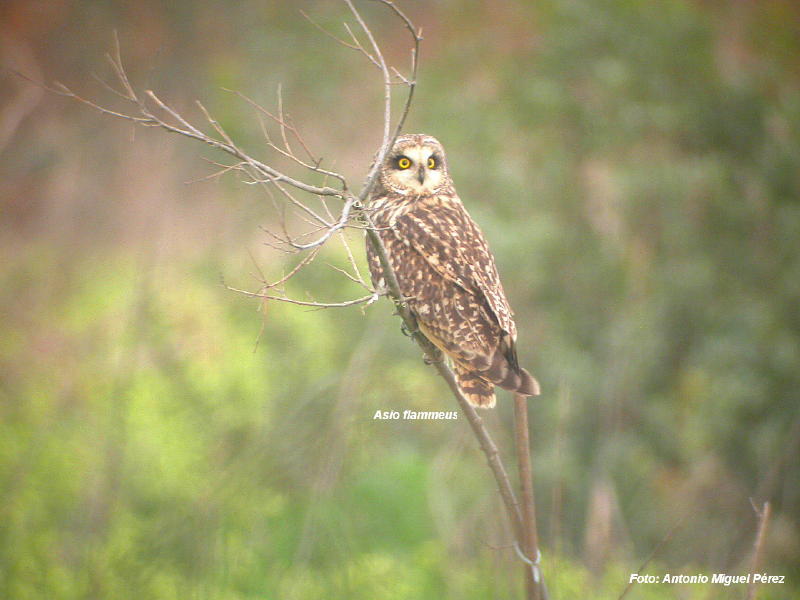 ESTACIÓN BIOLÓGICA DE LOS MONTES DE MÁLAGA: Autillo, lechuza campestre ...