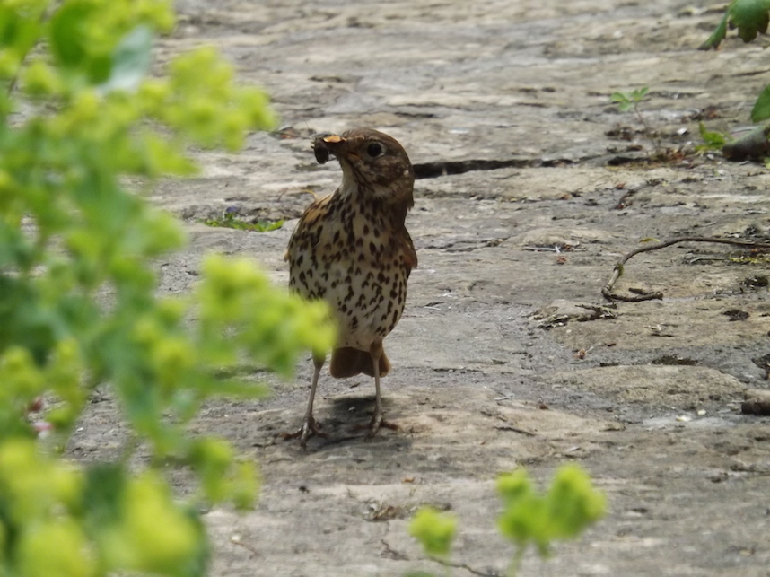 Thrush Bird The Hobbit