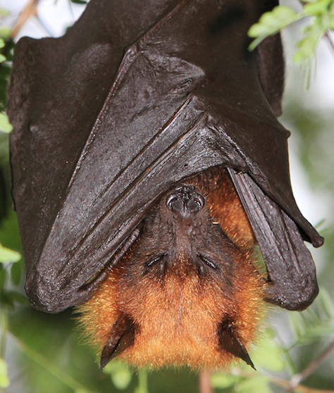 Facts of Leyte and Samar Islands, Philippines: Eastern Samar (Animal ...