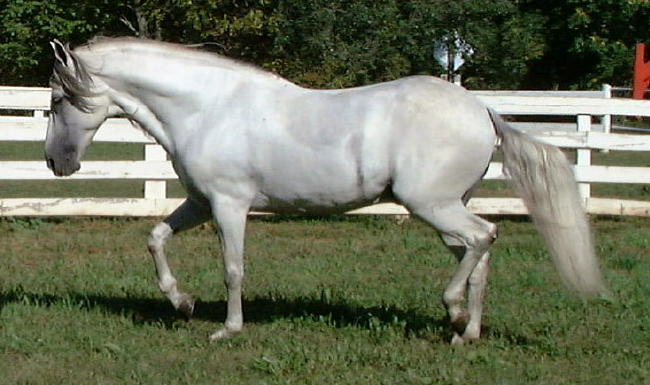 Dpaso - Caballo Peruano de Paso - Mamacona Lima