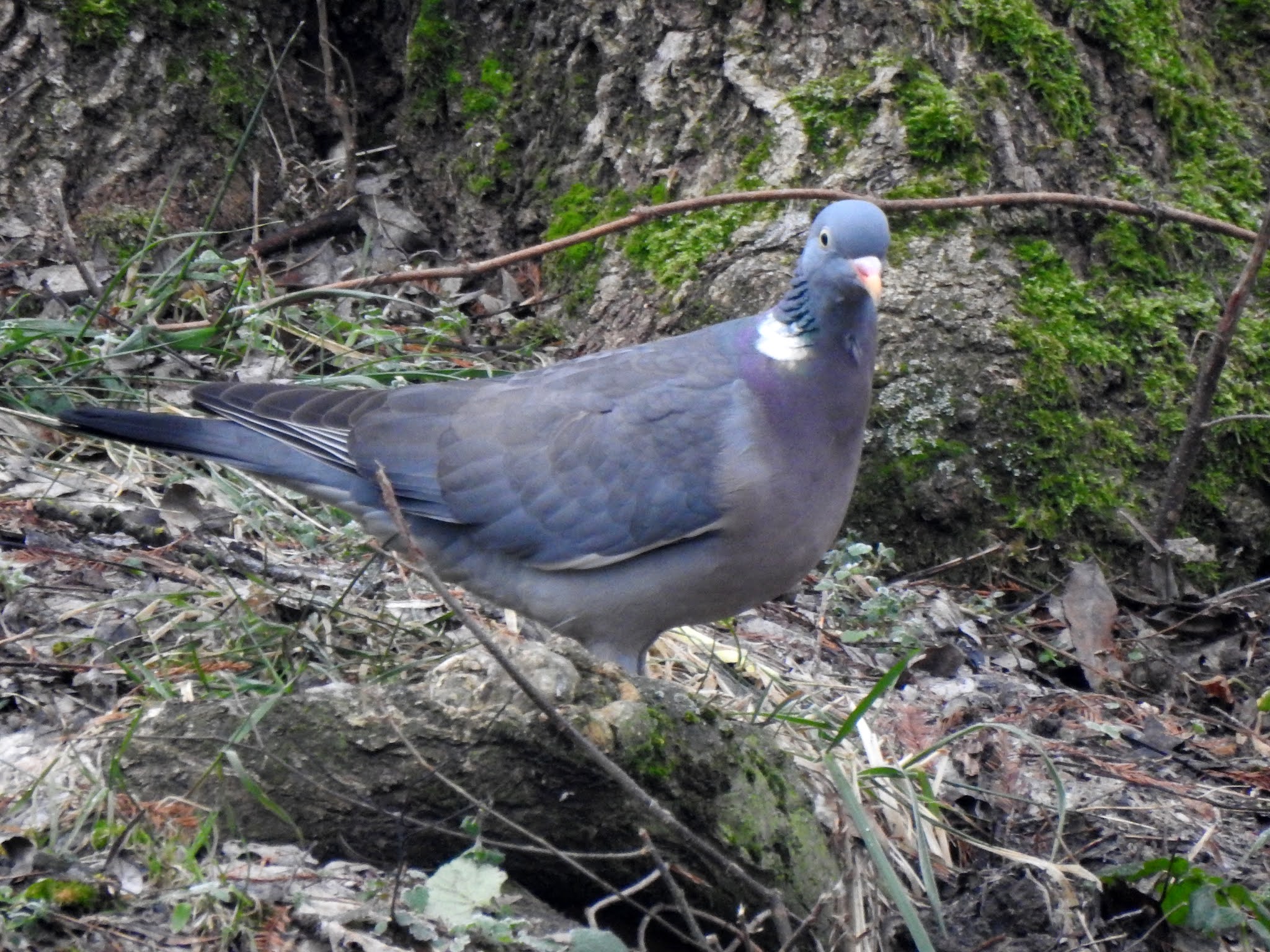 PASARI DIN ROMANIA: PORUMBEL SALBATIC GULERAT, Columba palumbus