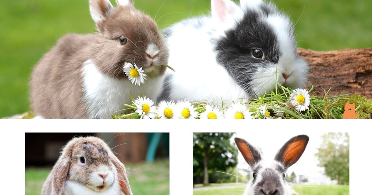5 Curiosidades sobre los conejos | K! The Magazine 5 Curiosidades sobre los conejos | K! The Magazine