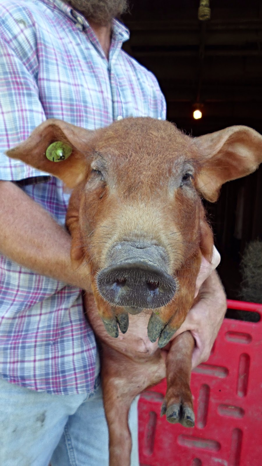 The Midlife Farmwife: Pigs of a Different Color