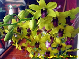Tren 32+ Nama Latin Anggrek Dendrobium