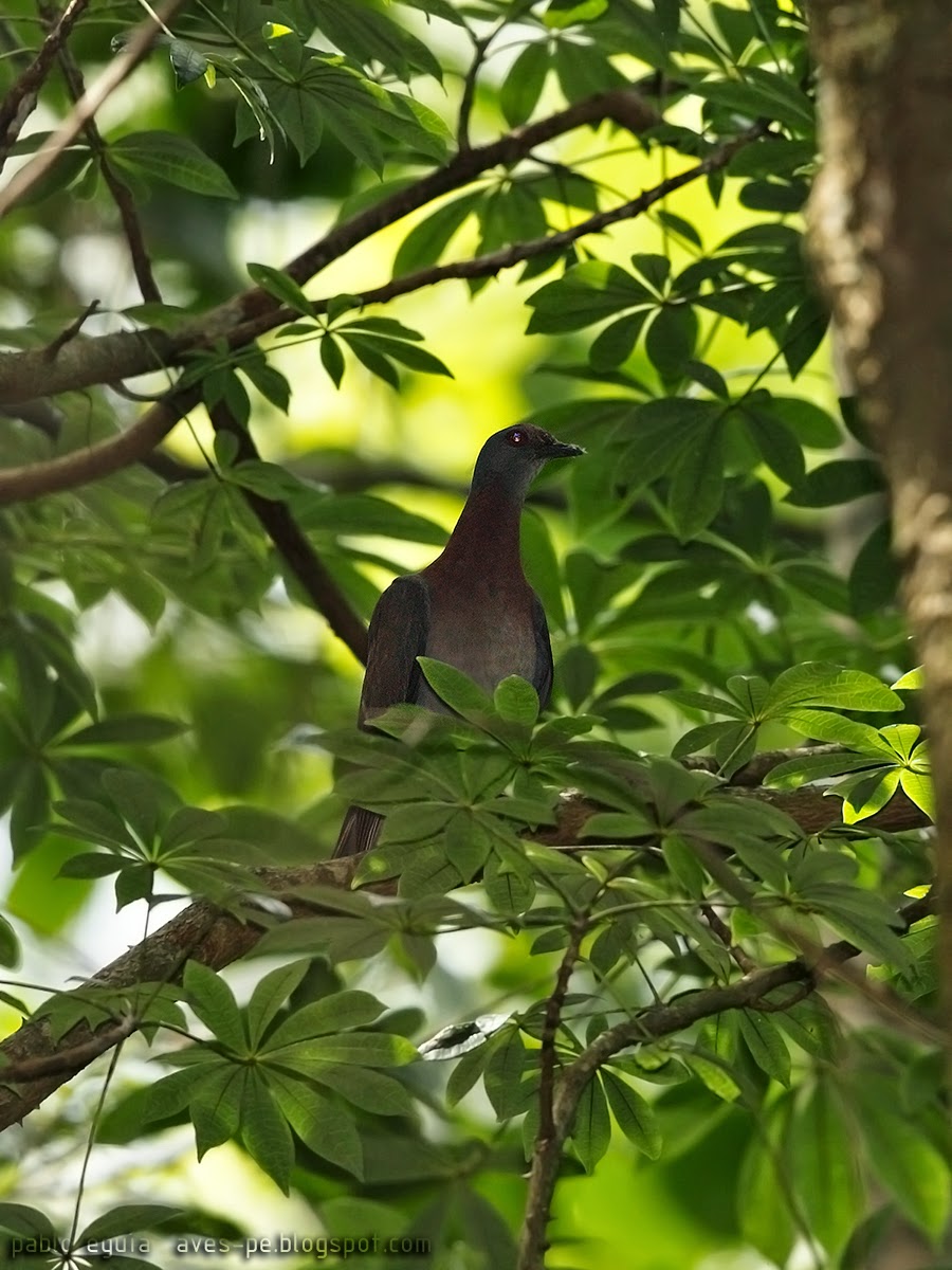 mis fotos de aves: Patagioenas cayennensis Paloma Colorada Pale-vented ...