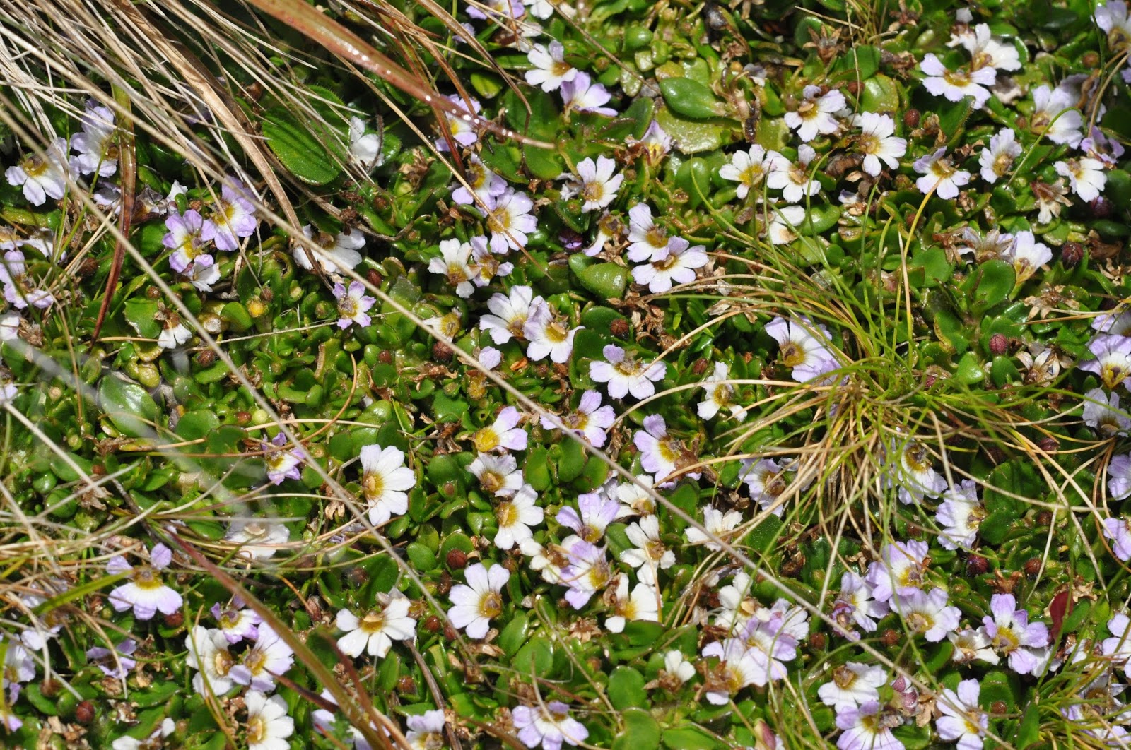 Alpine Garden Society Victorian Group: Australian Alpine Plants