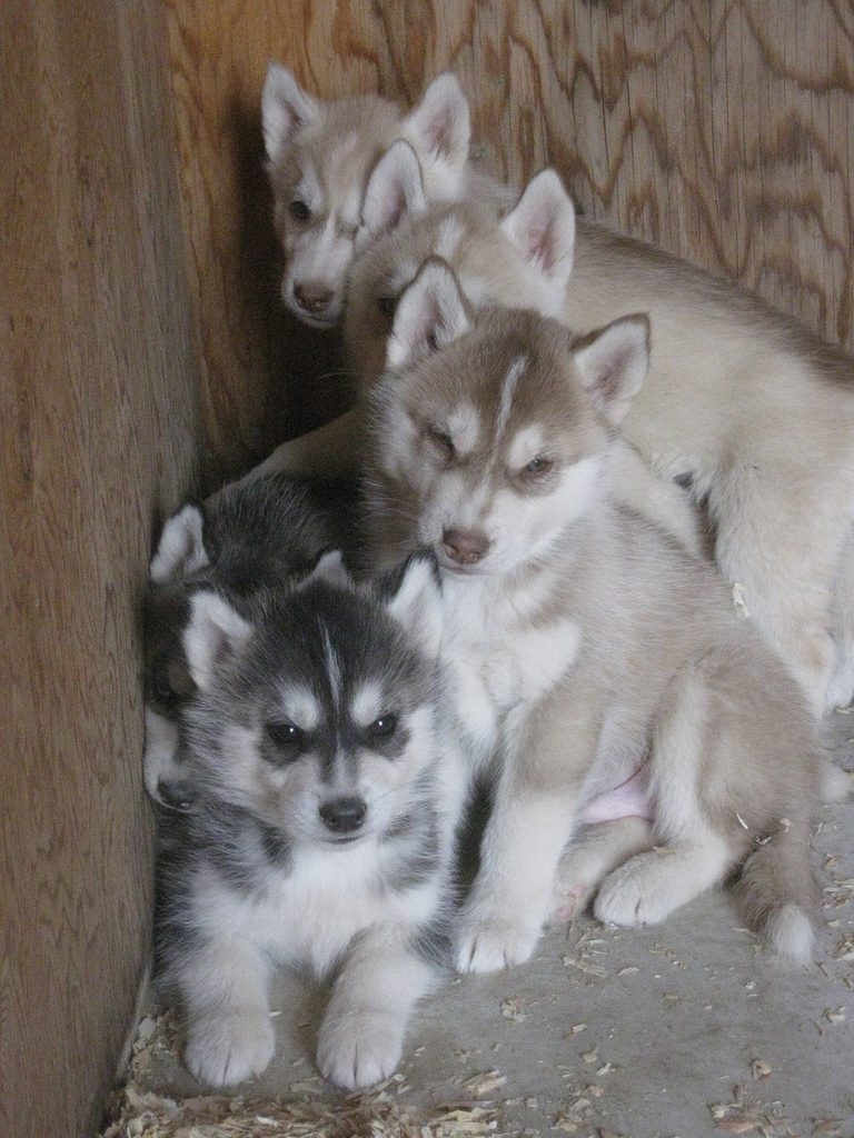 wallpapers-hub: cute siberian huskies puppies wallpapers