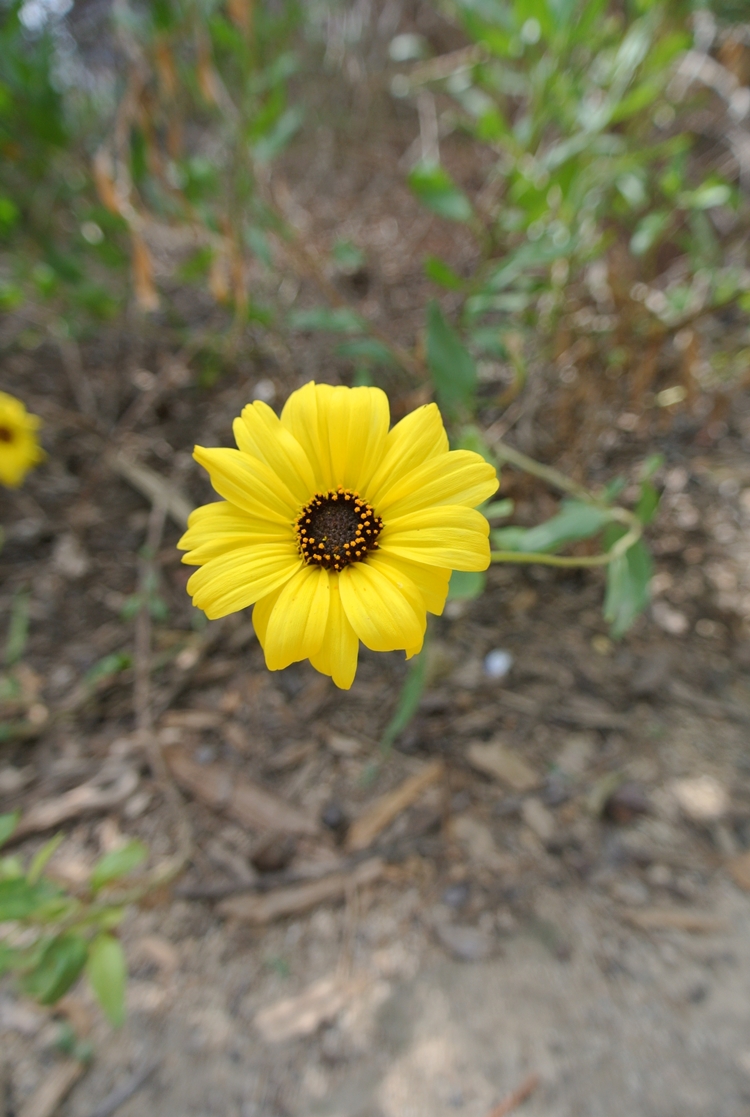 Smile! Spring is Here! :) — HAPPYHAZEL