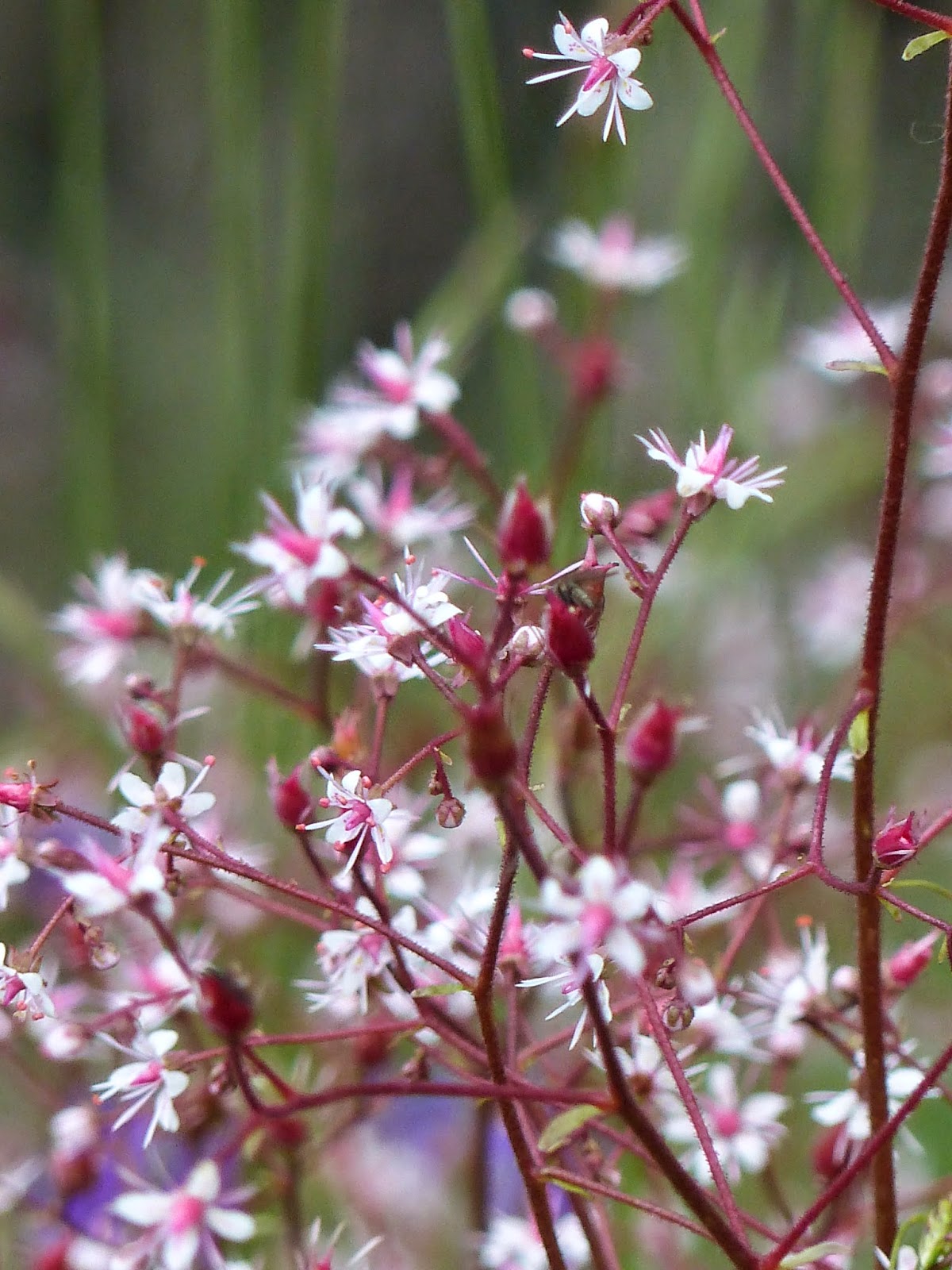 Saxifraga umbrosa | Wild flowers of Europe by Anita Beijer