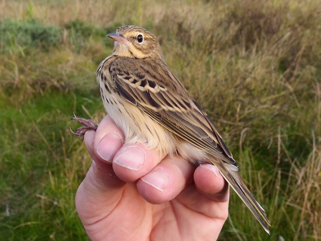 Two in a bush: The lure of Tree Pipits.
